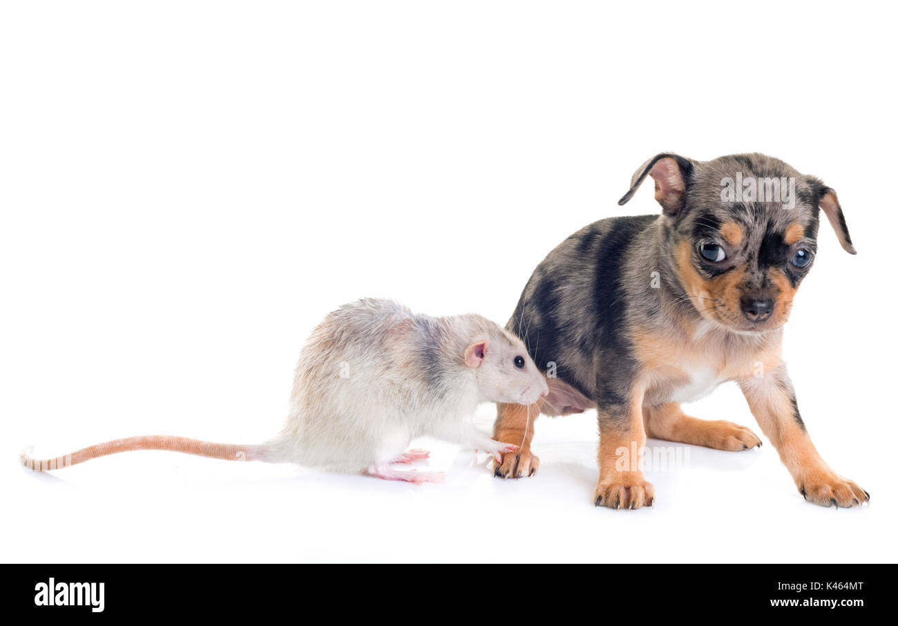 shorthair chihuahua and rat in front of white background Stock Photo ...