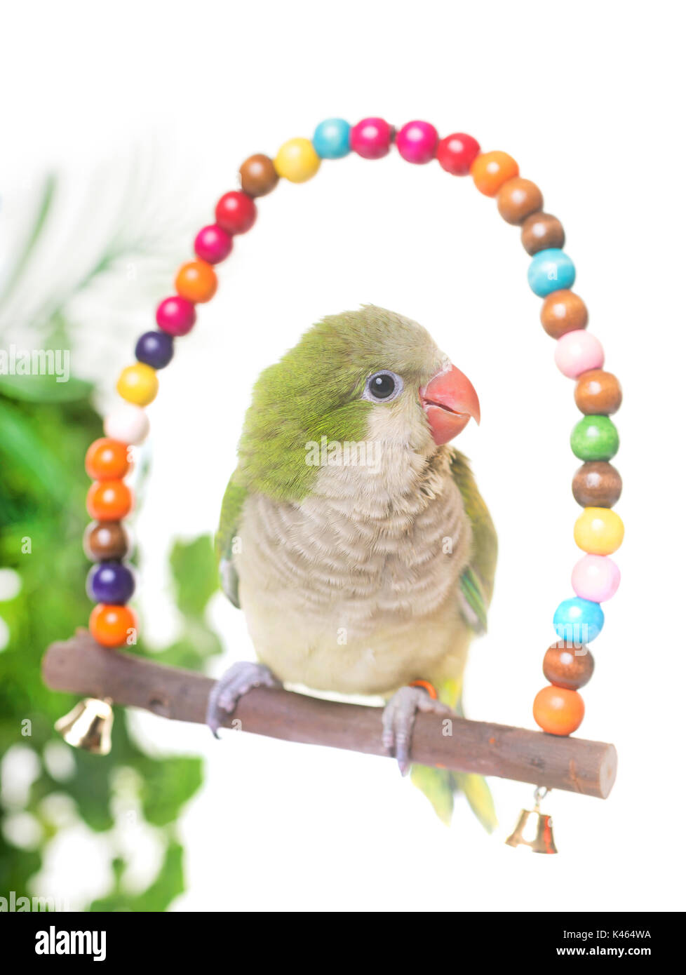 Monk parakeet in front of white background Stock Photo - Alamy