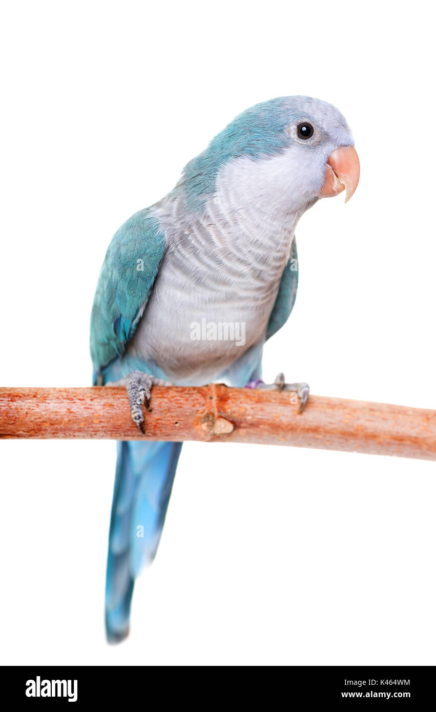 Monk parakeet in front of white background Stock Photo - Alamy