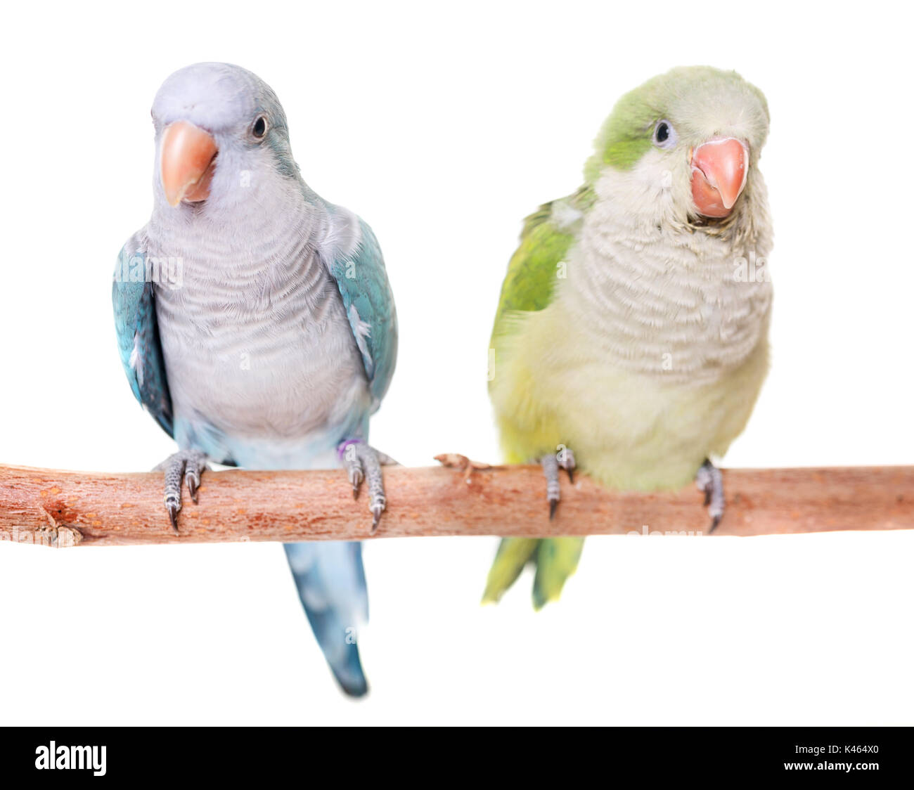 Monk parakeet in front of white background Stock Photo - Alamy
