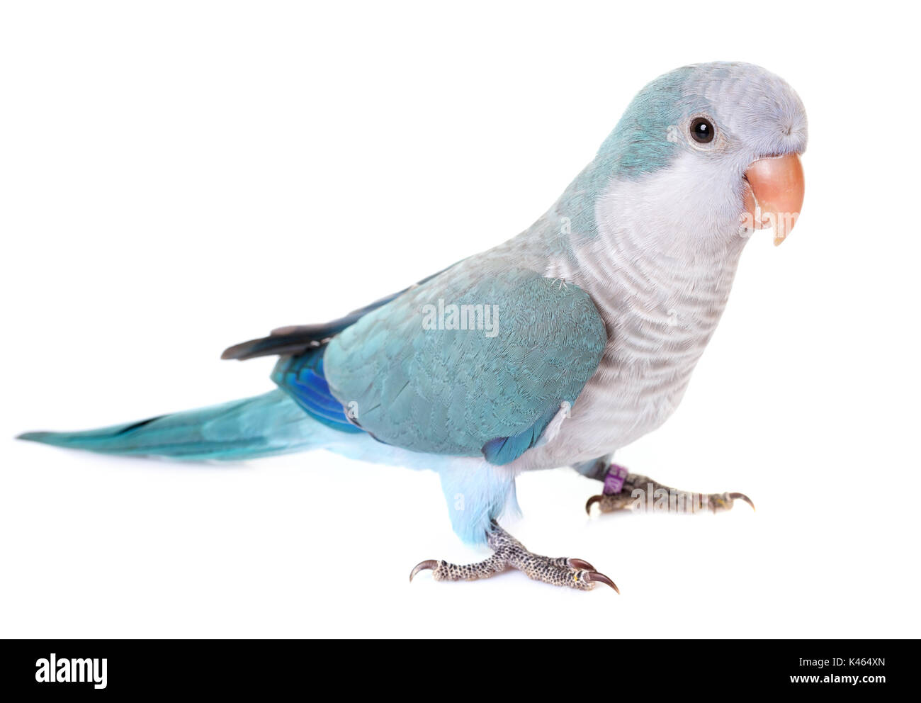 Monk parakeet in front of white background Stock Photo - Alamy