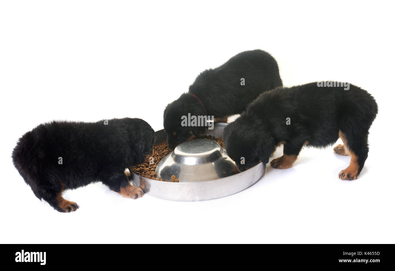 puppies rottweiler eating in front of white background Stock Photo - Alamy