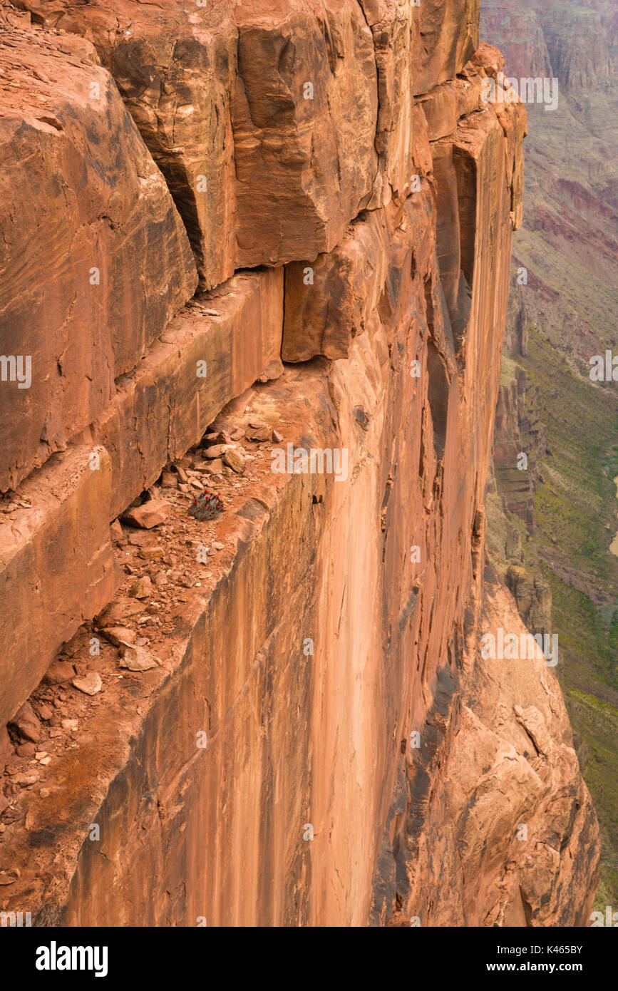 Photograph of the Toroweap Overlook, north side of the Colorado River ...