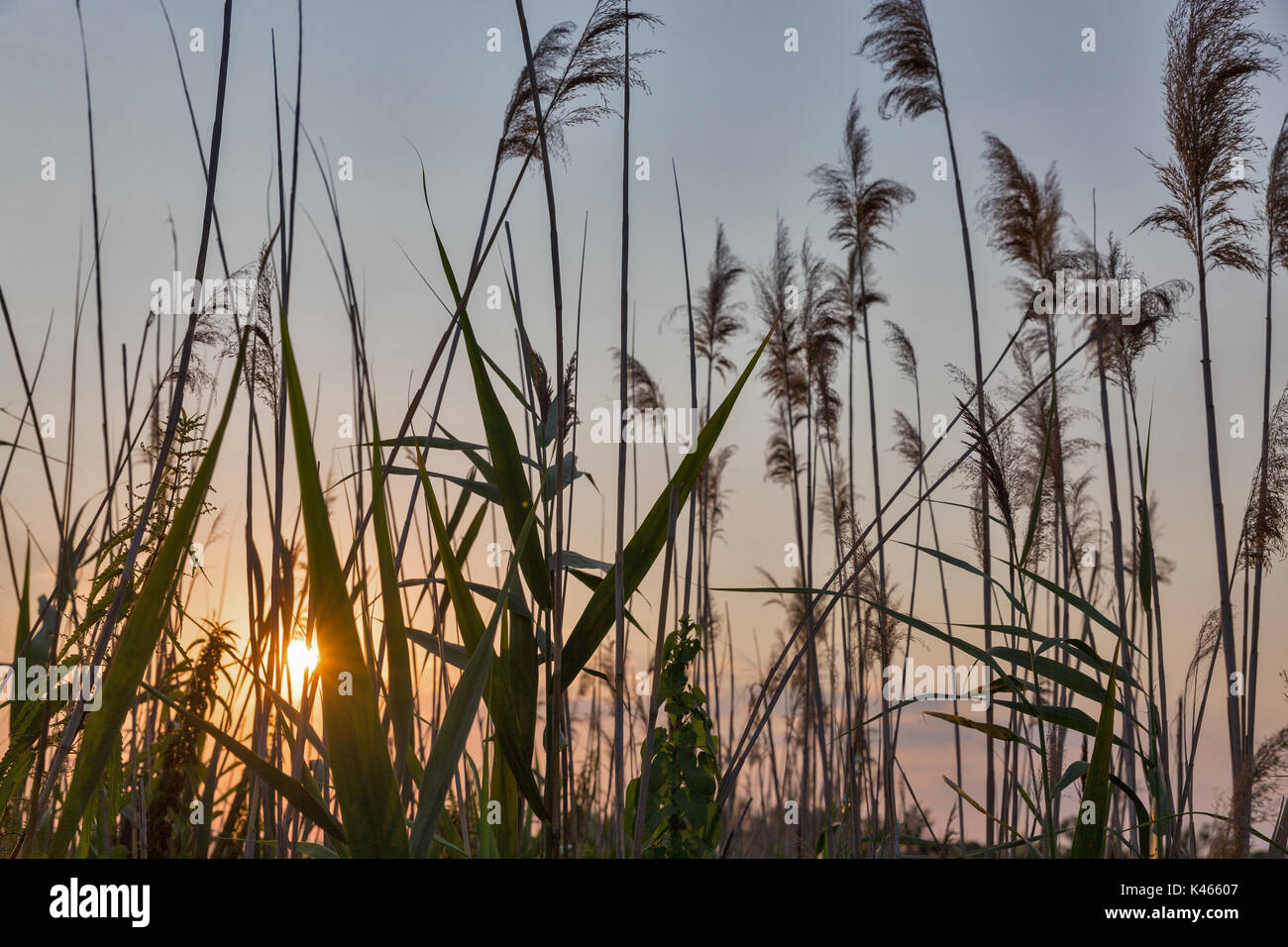 Reed against the sunset closeup Stock Photo - Alamy