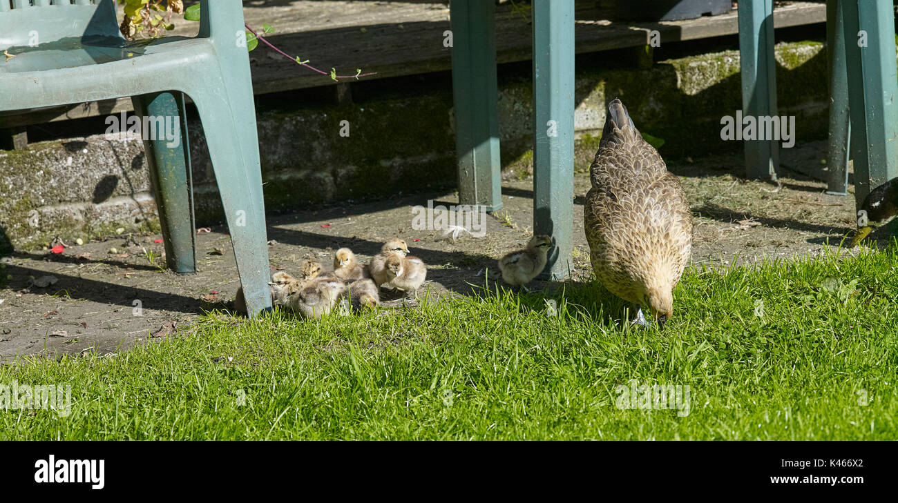 Proud chicken with clutch of 11, 3 day old chicks on smallholding in ...