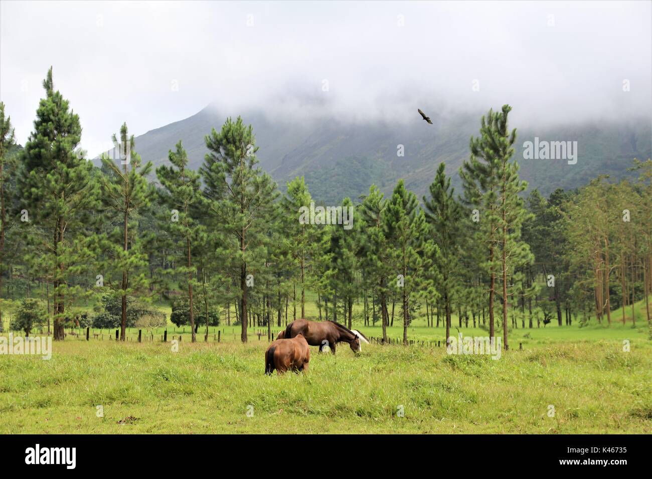 Horses in volcano hi-res stock photography and images - Alamy
