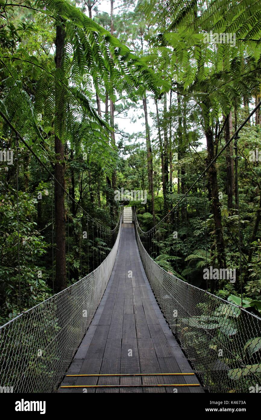 Canopy bridge hi-res stock photography and images - Alamy