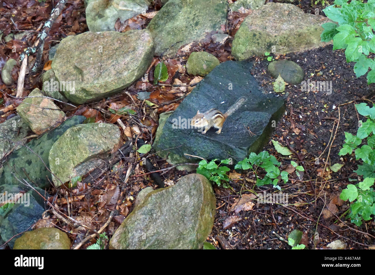 Chipmunk in forest hi-res stock photography and images - Alamy