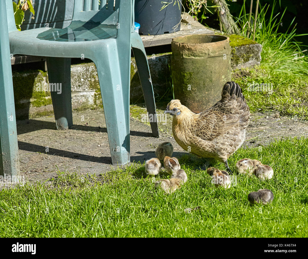 Proud chicken with clutch of 11, 3 day old chicks on smallholding in ...