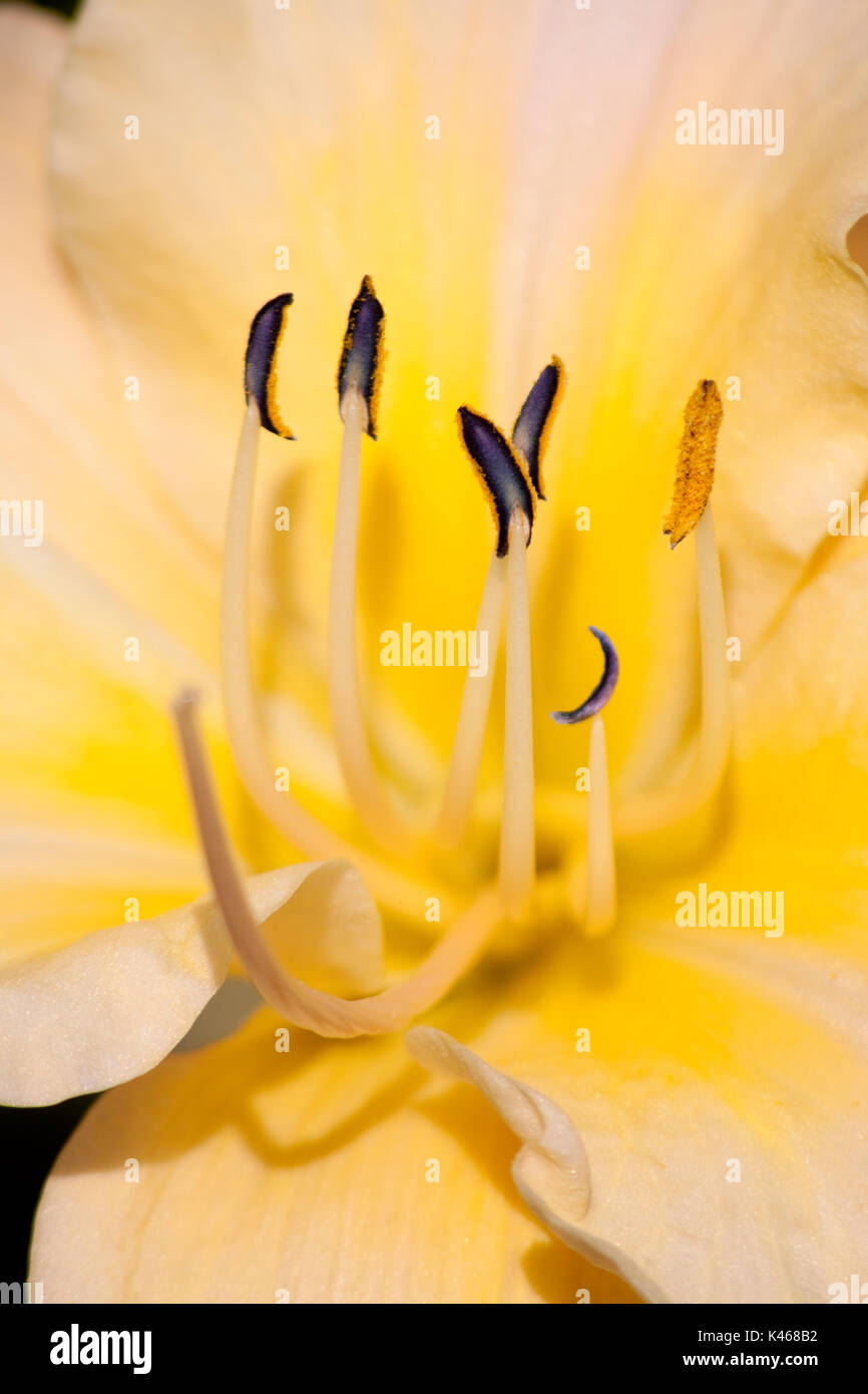 Lily head in close up Stock Photo - Alamy