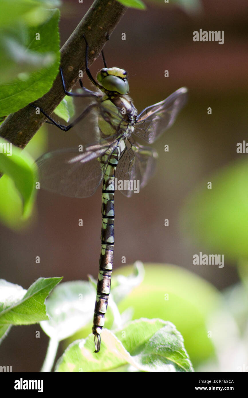 Emperor dragonfly nymph anax imperator hi-res stock photography and ...
