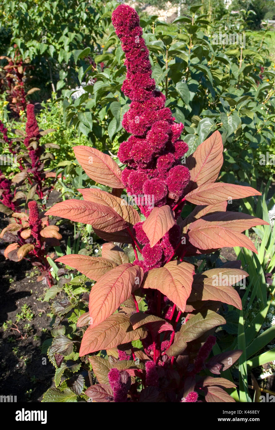 Amaranth on a flowerbed Stock Photo - Alamy