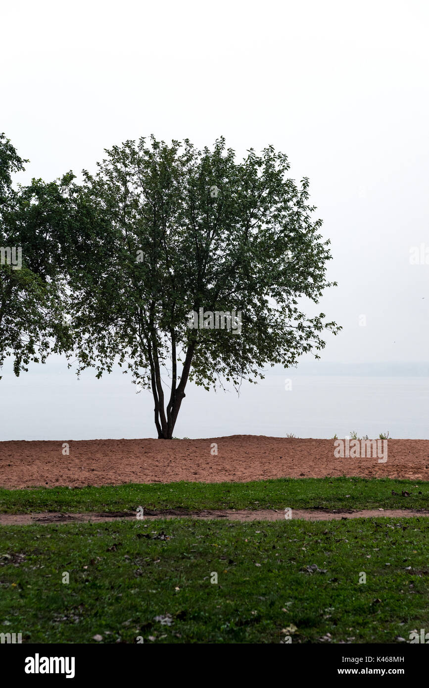 Isolated tree and lake during light rain. Gray colors and foggy weather ...