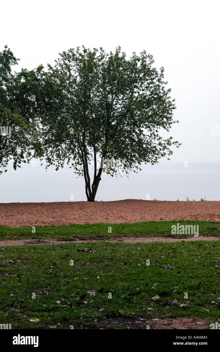 Isolated tree and lake during light rain. Gray colors and foggy weather ...