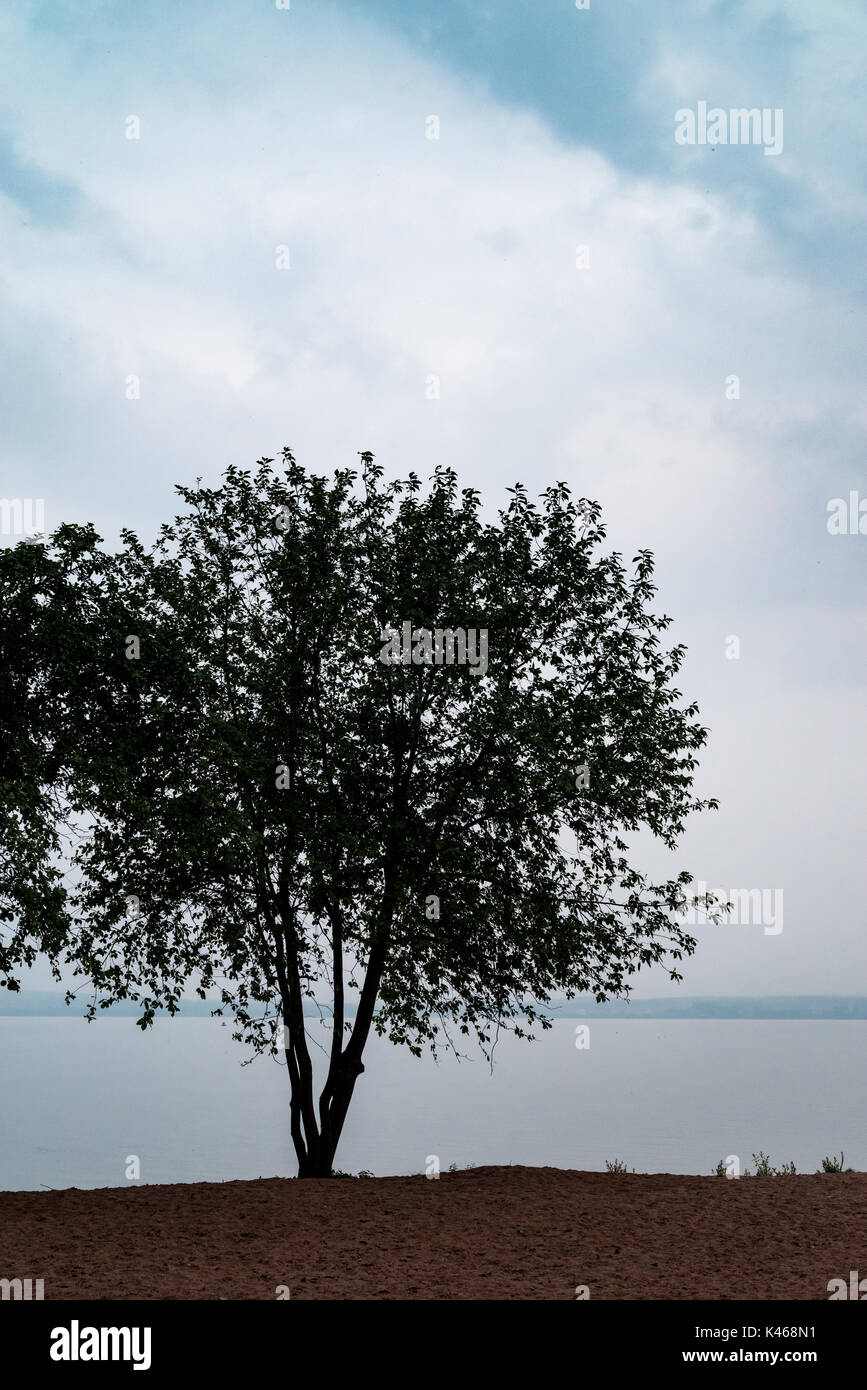 Isolated tree and lake during light rain. Gray colors and foggy weather ...