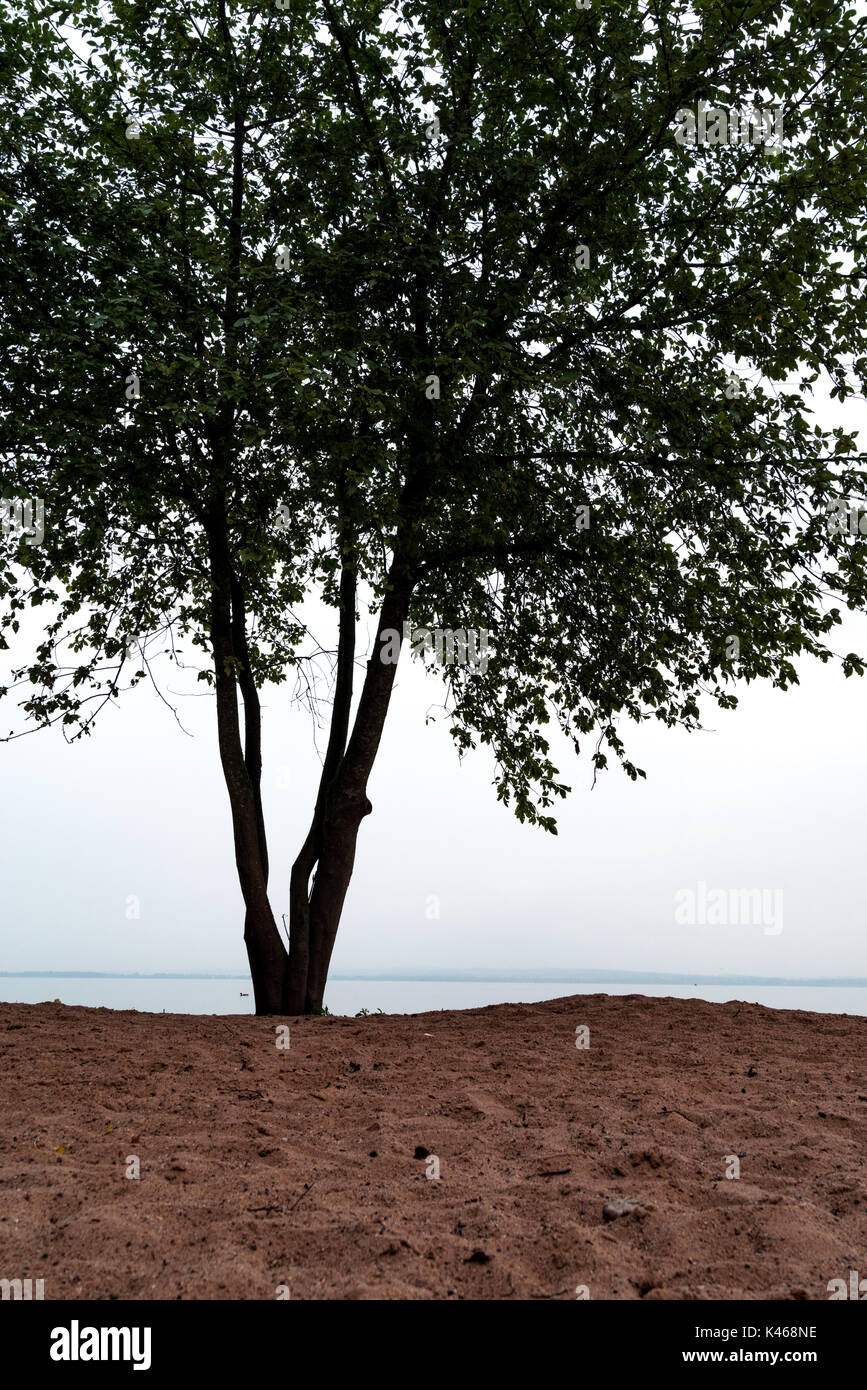 Isolated tree and lake during light rain. Gray colors and foggy weather ...