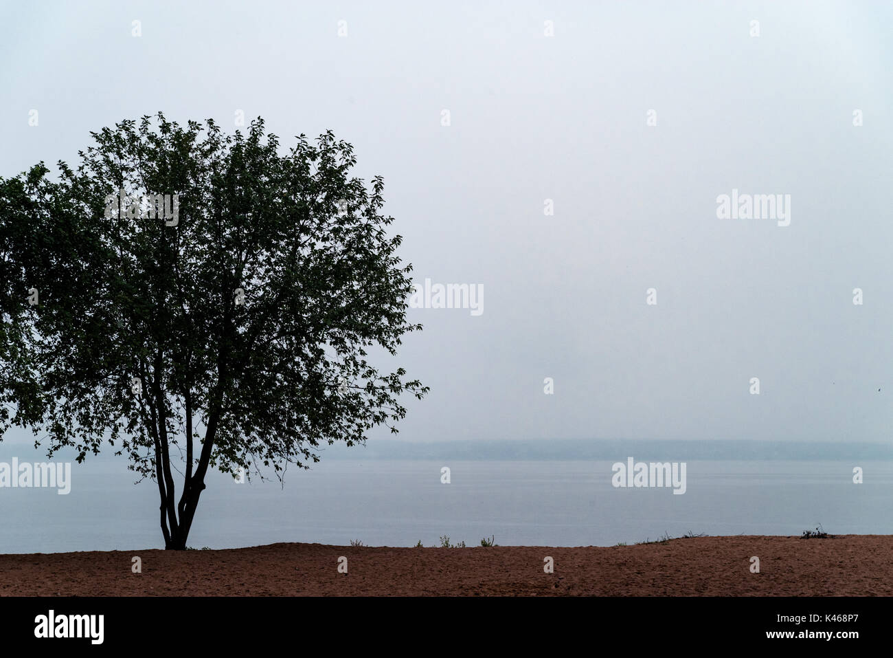 Isolated tree and lake during light rain. Gray colors and foggy weather ...