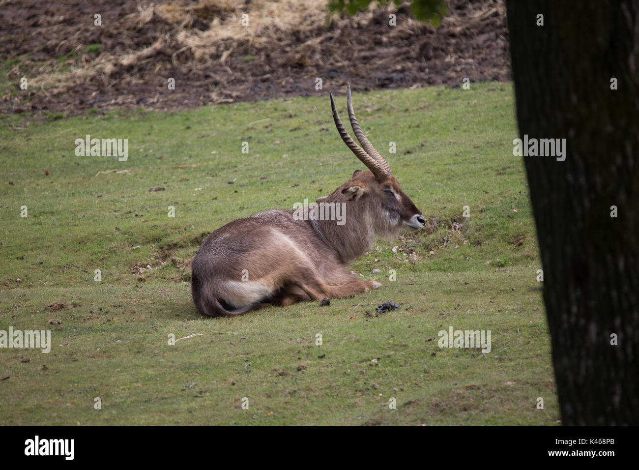 Drive through Safari Park Varallo Pombia Novara Italy Lake Maggiore ...
