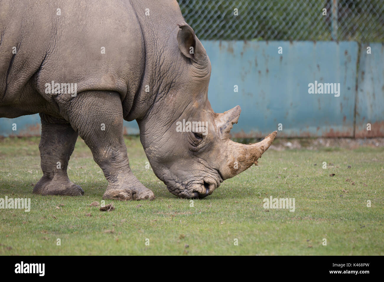 Zoo Safari Novara Orari Apertura Toys