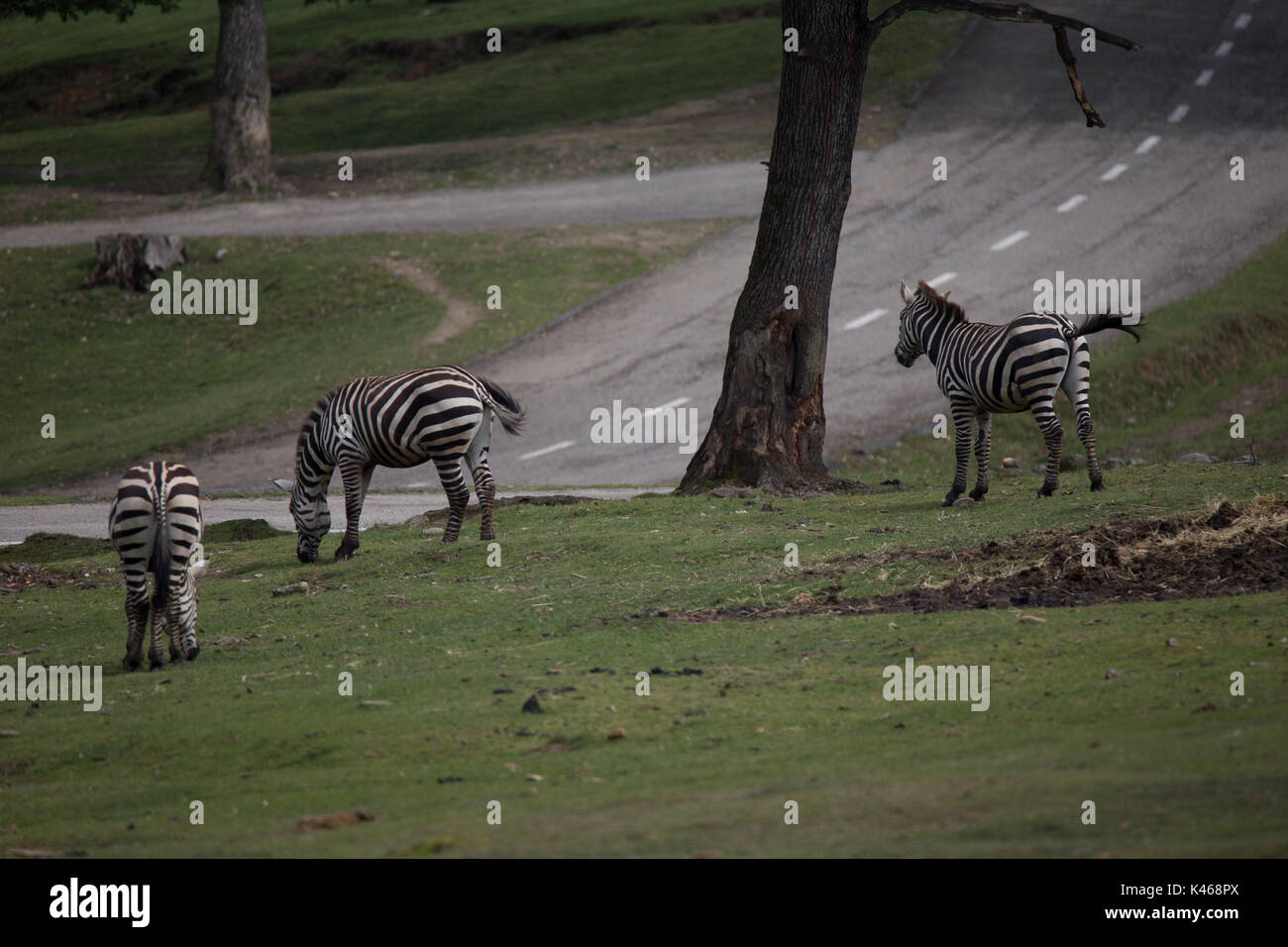 Drive through Safari Park Varallo Pombia Novara Italy Lake Maggiore ...