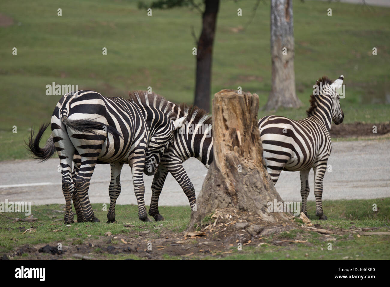 Drive through Safari Park Varallo Pombia Novara Italy Lake Maggiore ...
