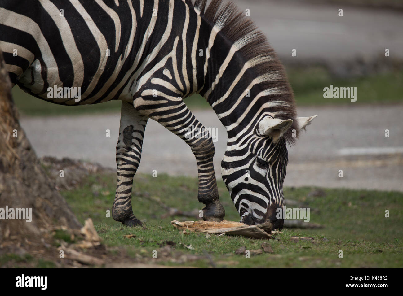 Drive through Safari Park Varallo Pombia Novara Italy Lake Maggiore ...