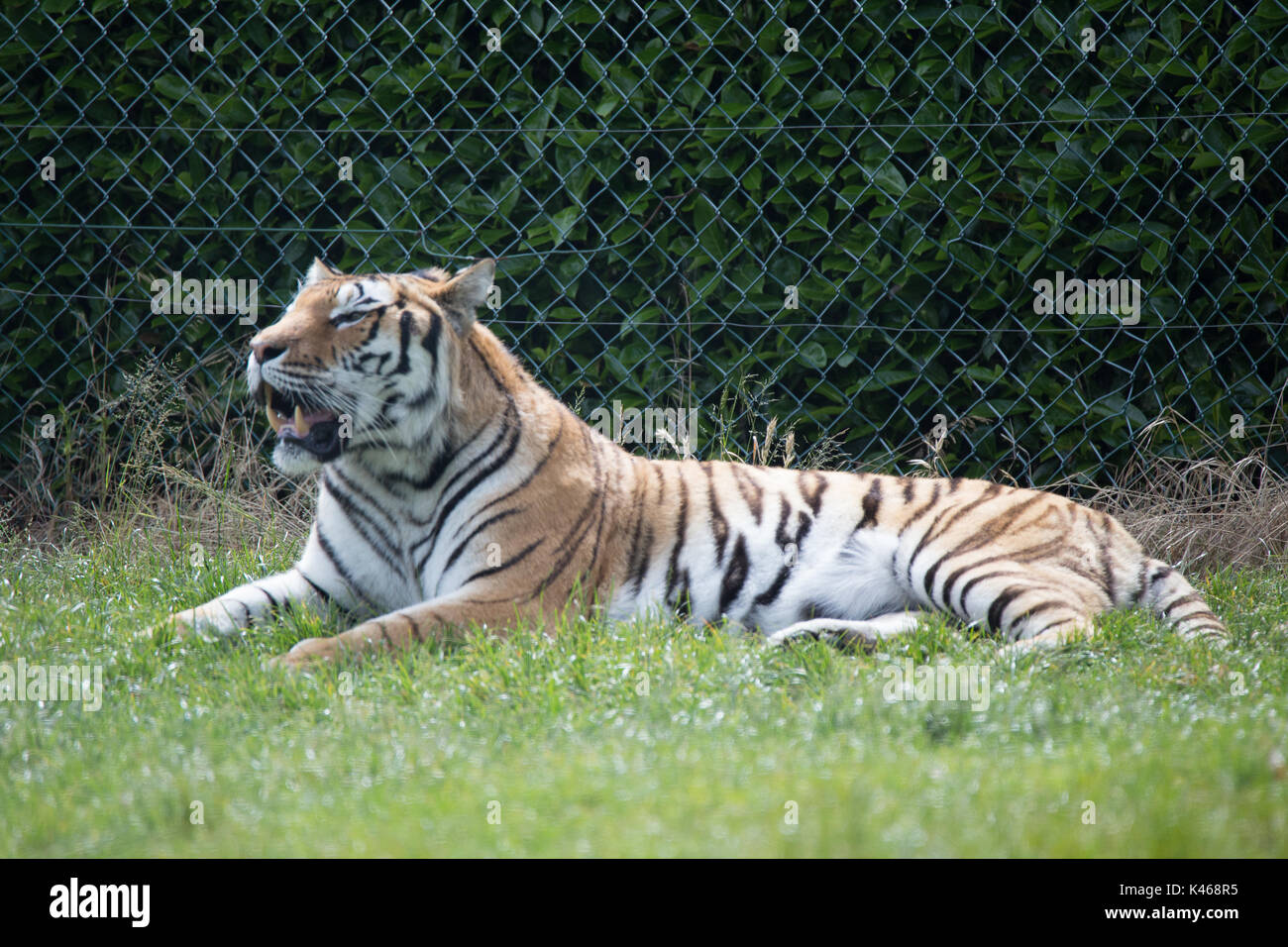 Drive through Safari Park Varallo Pombia Novara Italy Lake Maggiore ...
