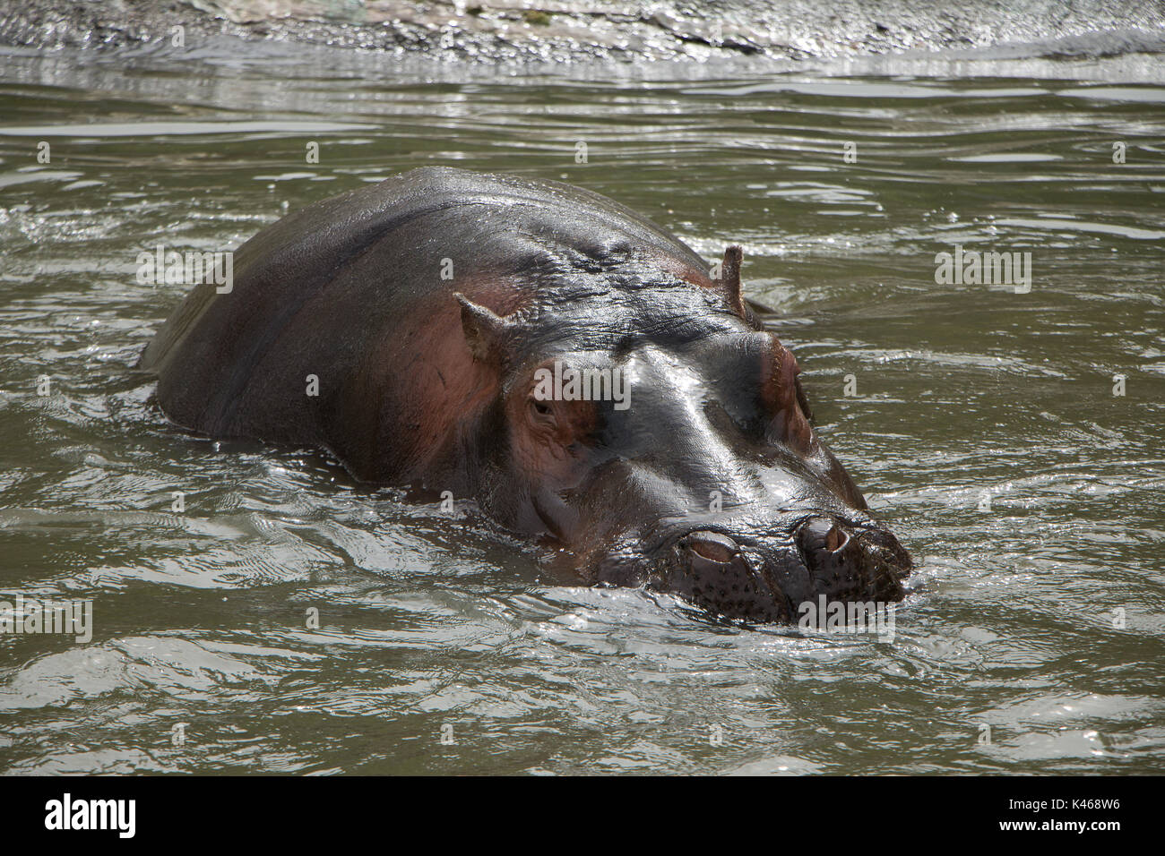 Drive through Safari Park Varallo Pombia Novara Italy Lake Maggiore ...