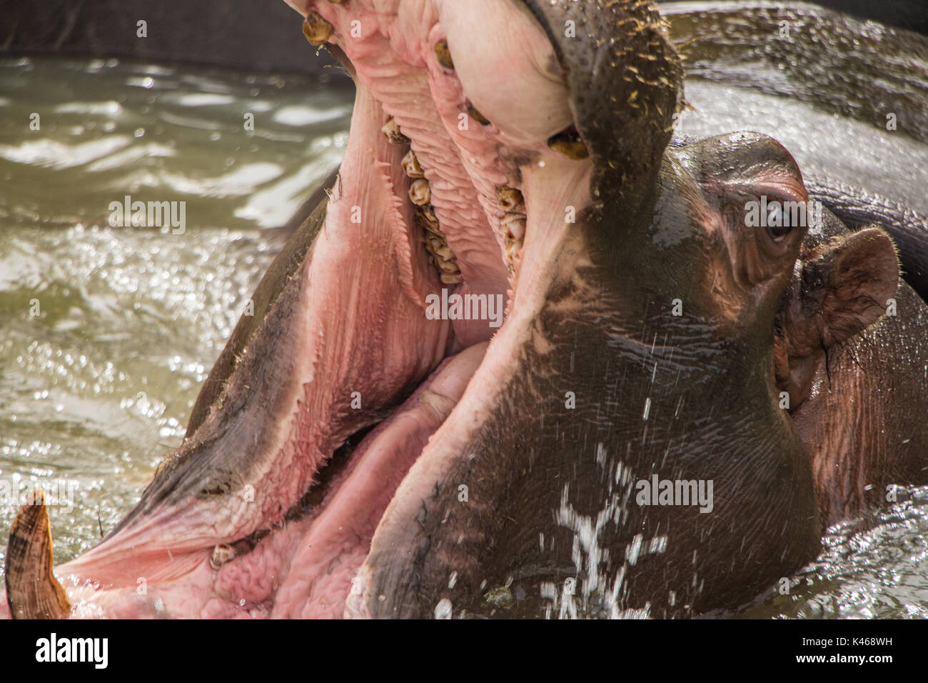 Drive through Safari Park Varallo Pombia Novara Italy Lake Maggiore ...