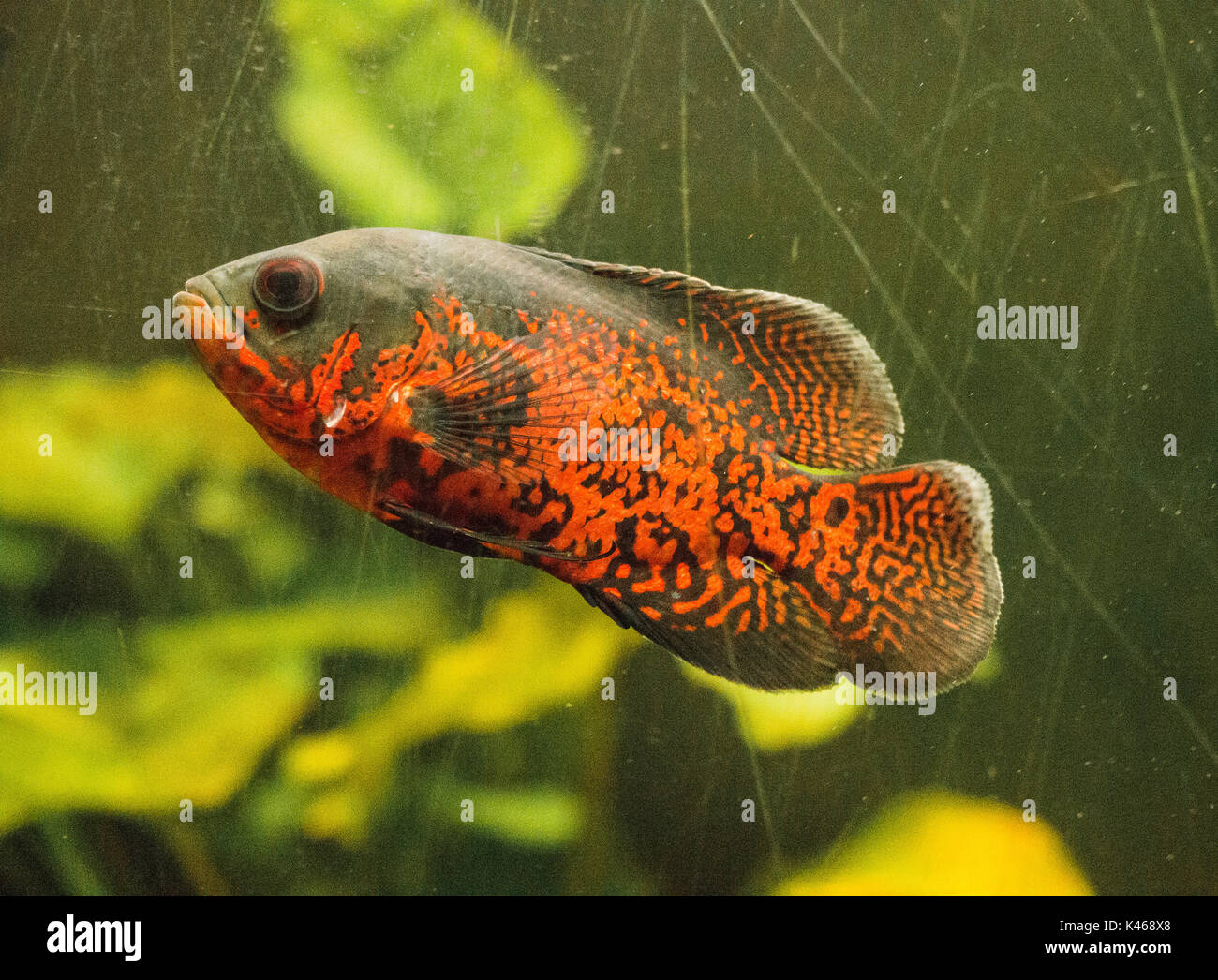 Drive through Safari Park Varallo Pombia Novara Italy Lake Maggiore ...