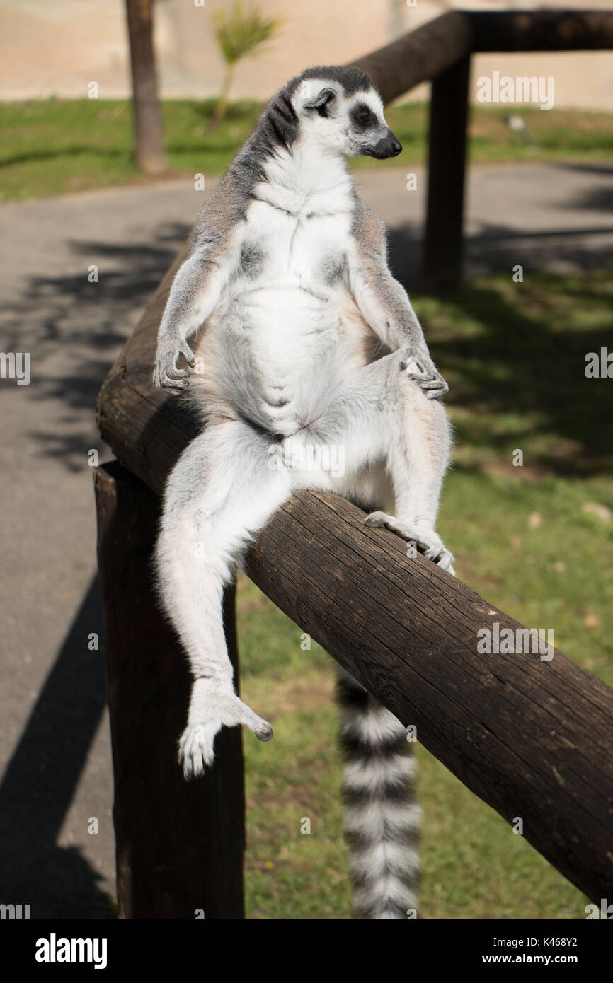 Drive through Safari Park Varallo Pombia Novara Italy Lake Maggiore ...