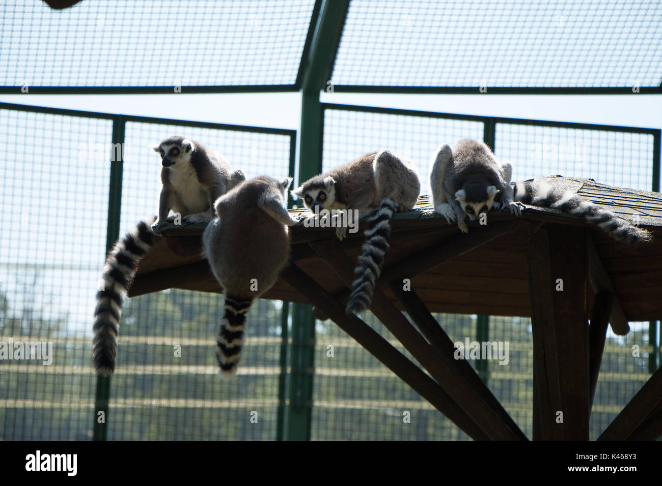 Drive through Safari Park Varallo Pombia Novara Italy Lake Maggiore ...