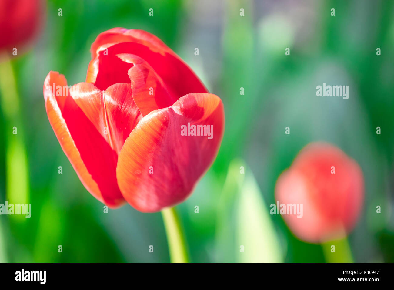 Tulips at the Royal Botanical Garden. Madrid. Spain Stock Photo - Alamy