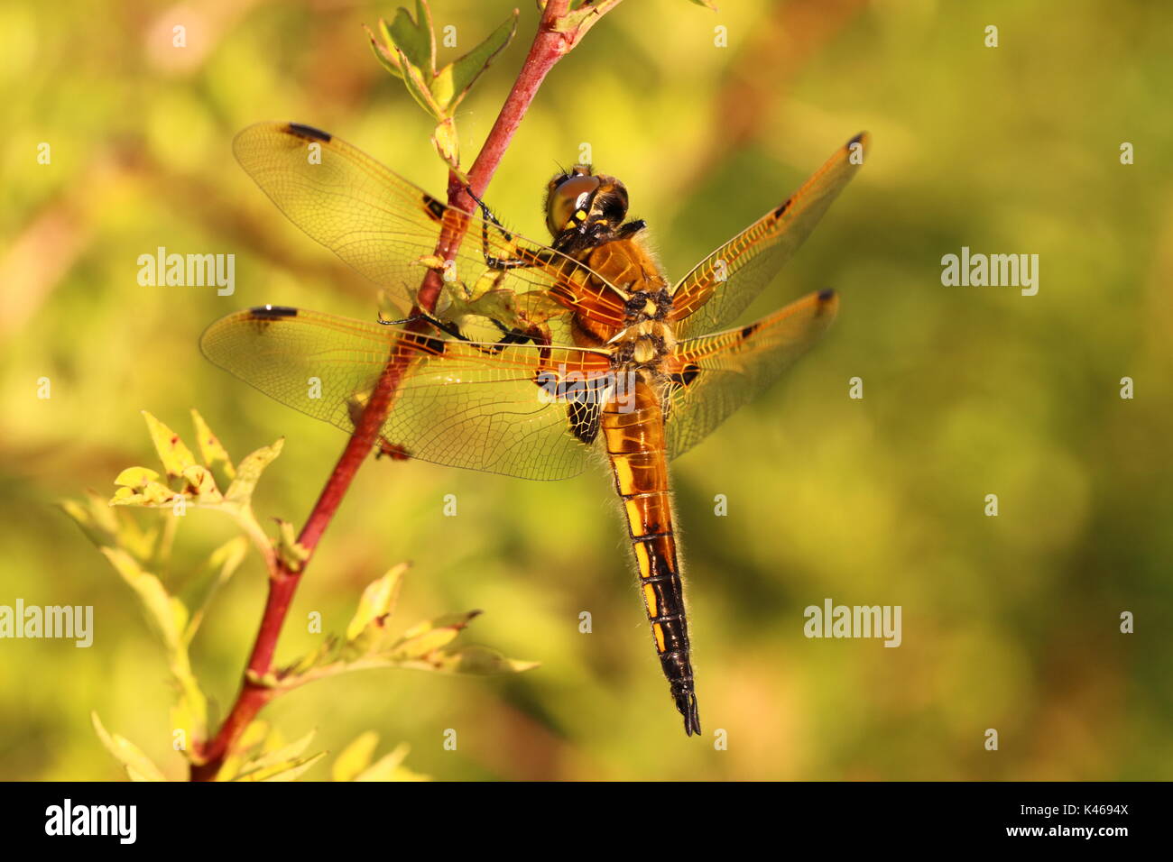 Four-spotted Chaser dragonfly Stock Photo - Alamy