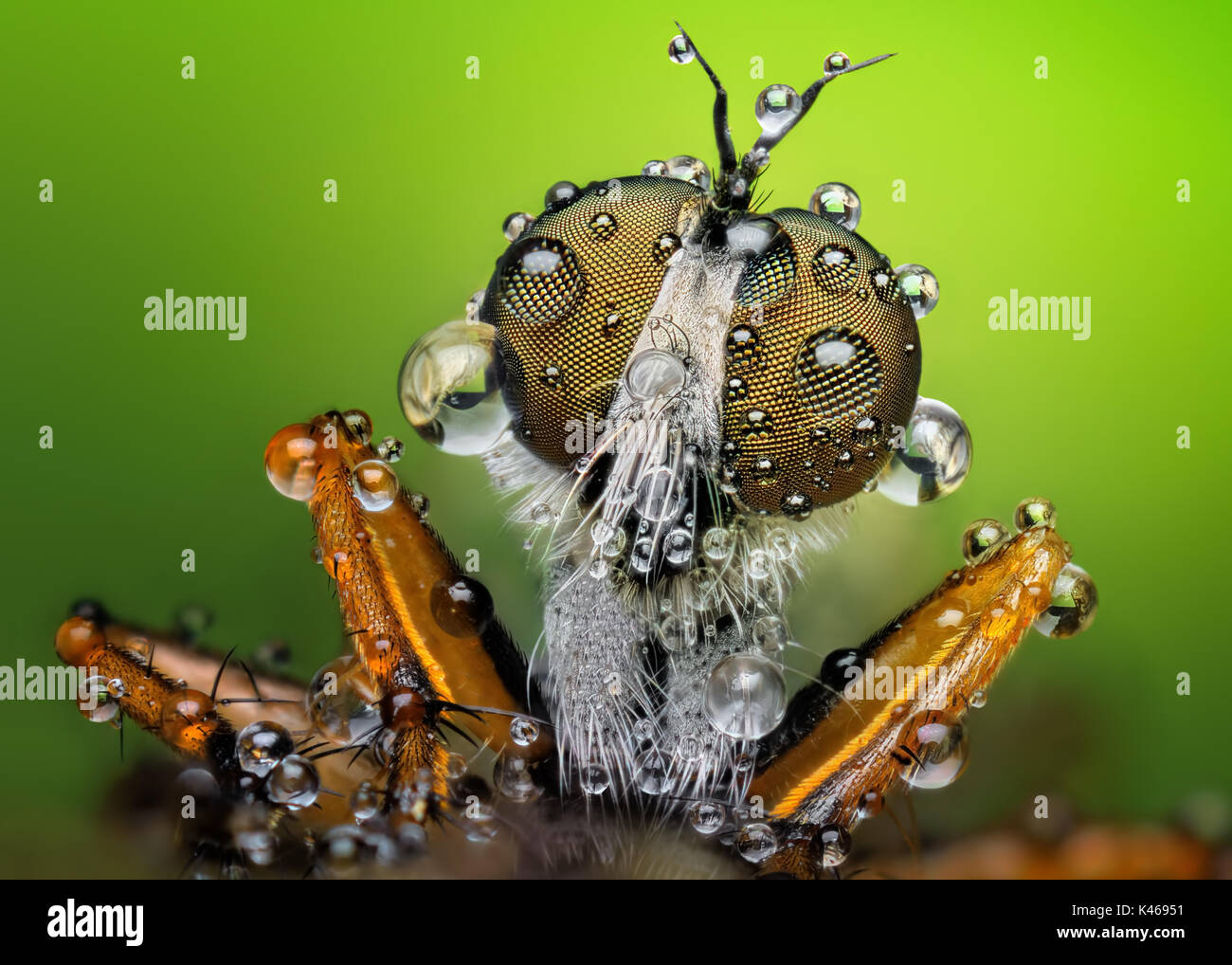 Polish insect macro on big magnification in natural environment Stock ...