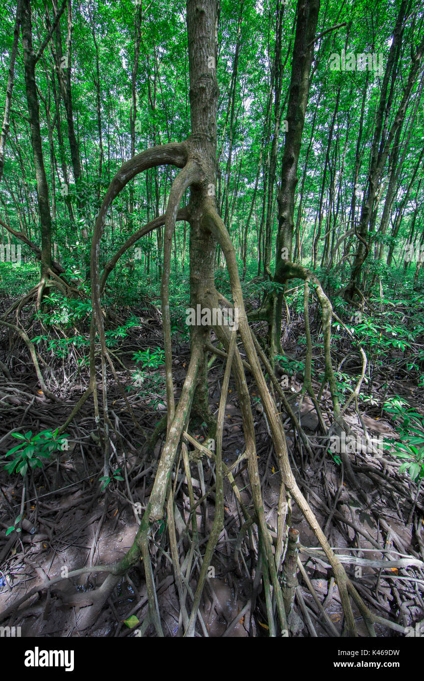 Tarakan hi-res stock photography and images - Alamy