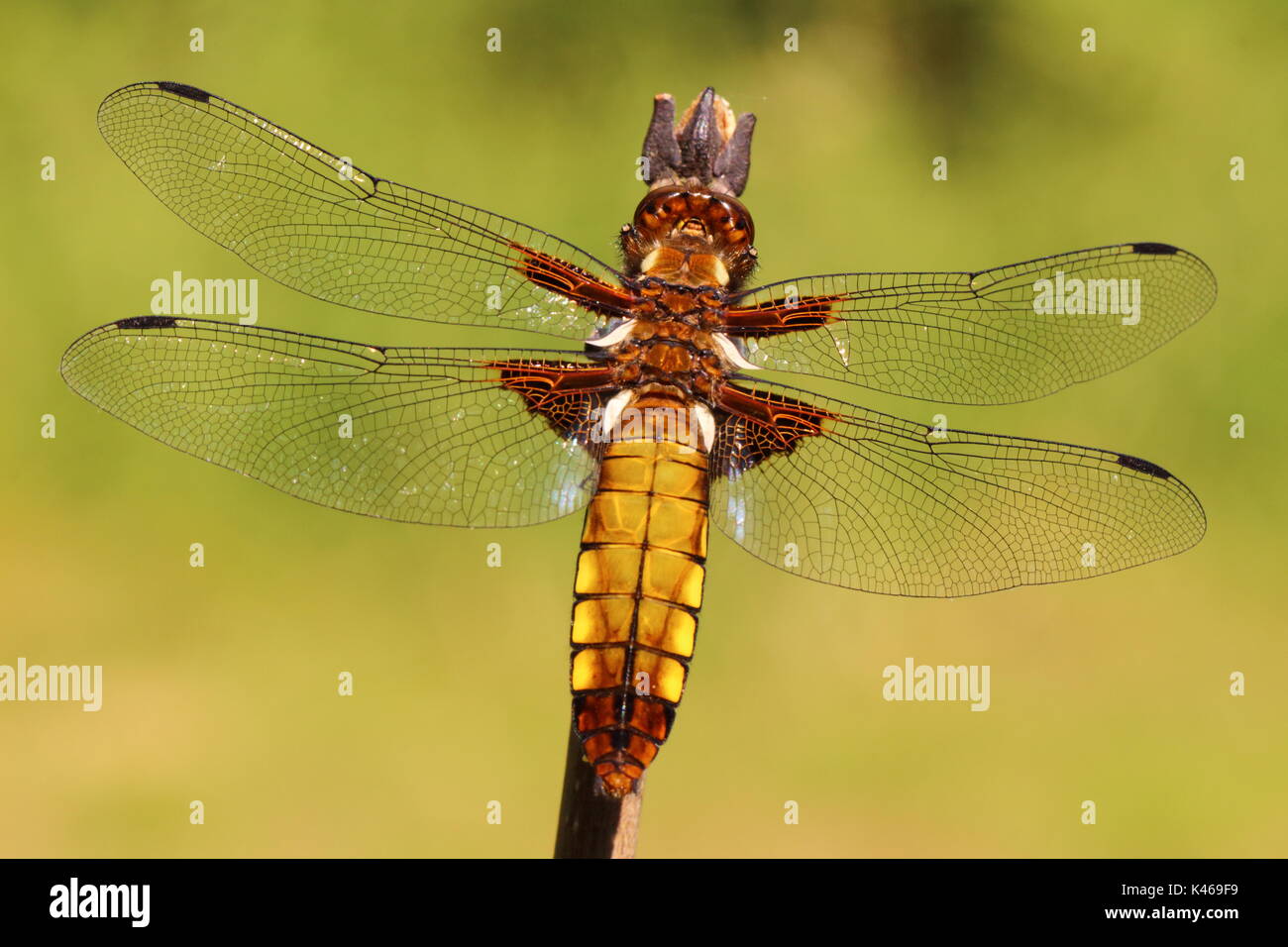 Female Broad-bodied Chaser dragonfly Stock Photo - Alamy