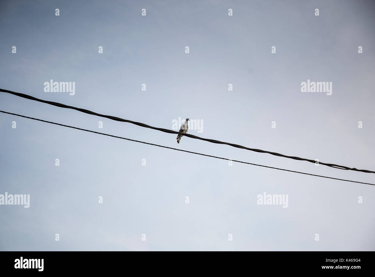 isolated bird in the wire Stock Photo - Alamy