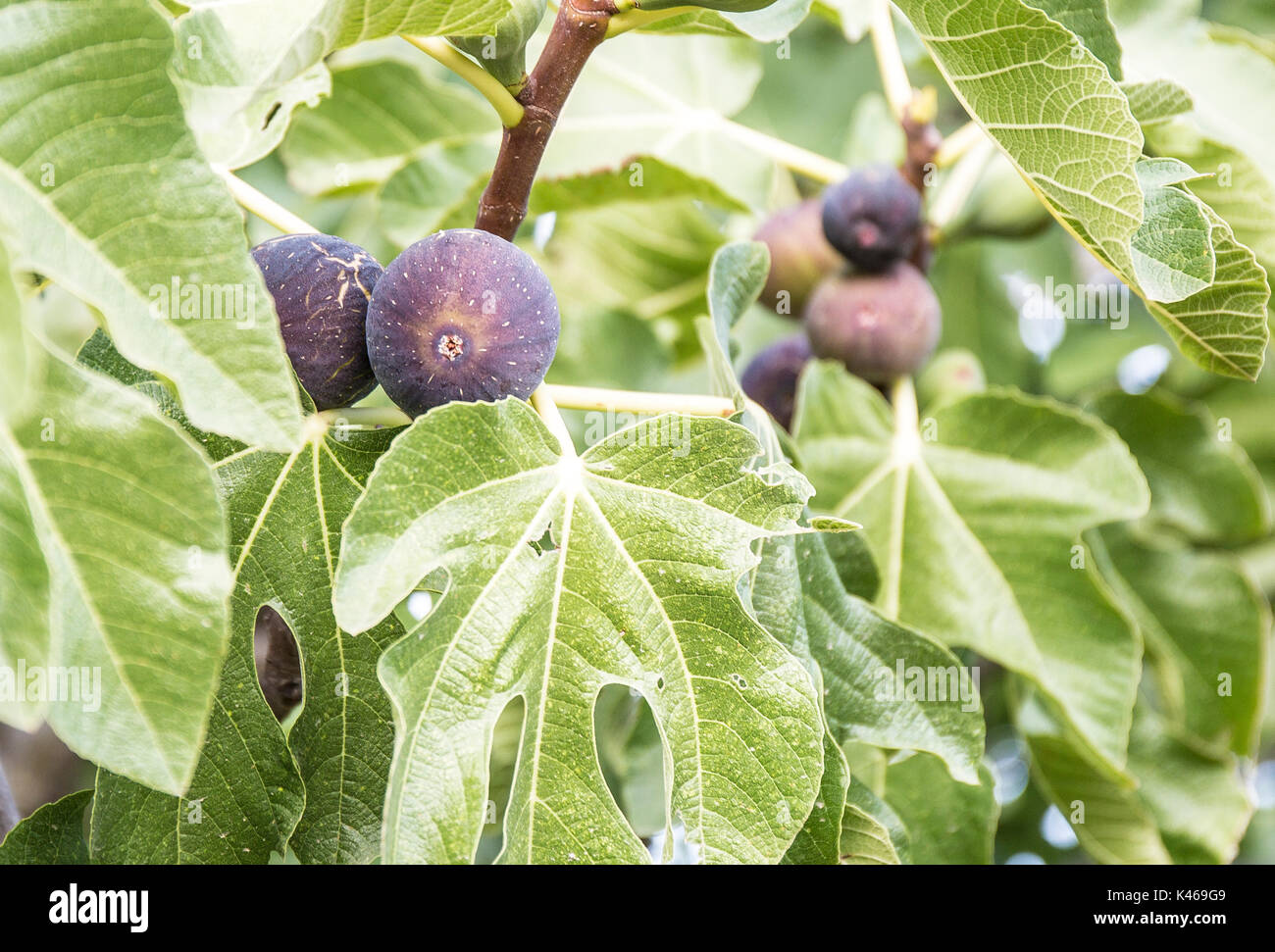 Fig tree detail in a sunny day Stock Photo - Alamy