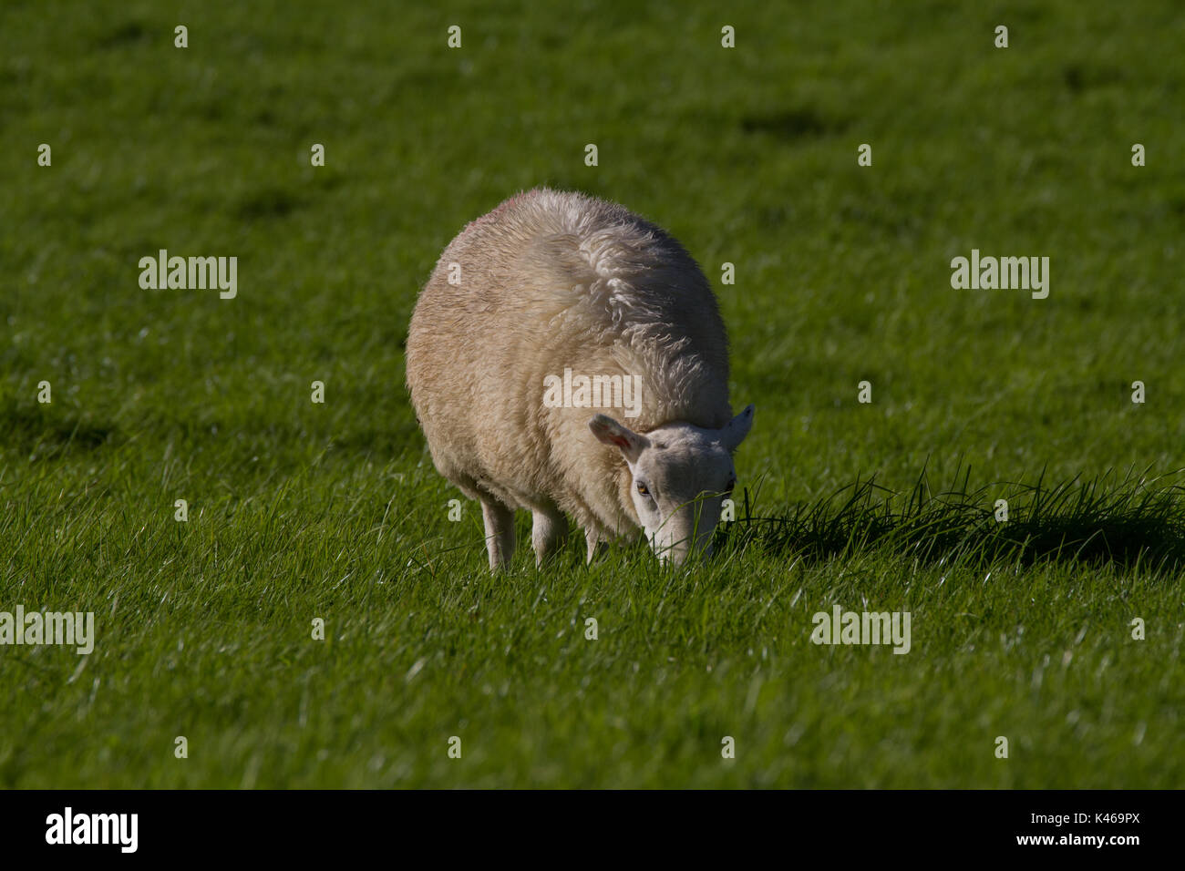 Adult sheep hi-res stock photography and images - Alamy