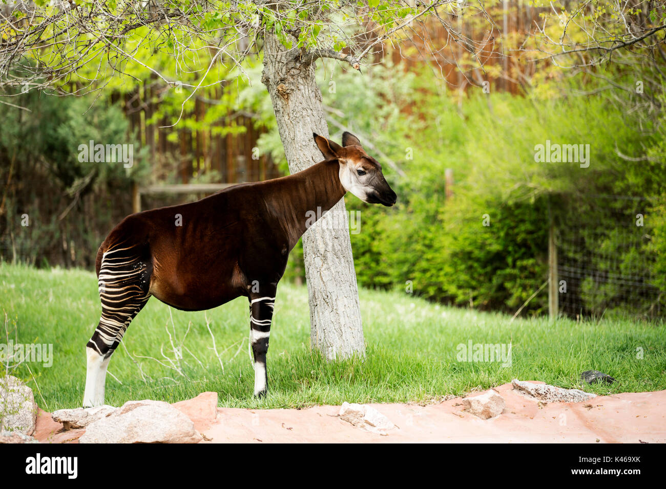 Okapi hi-res stock photography and images - Alamy