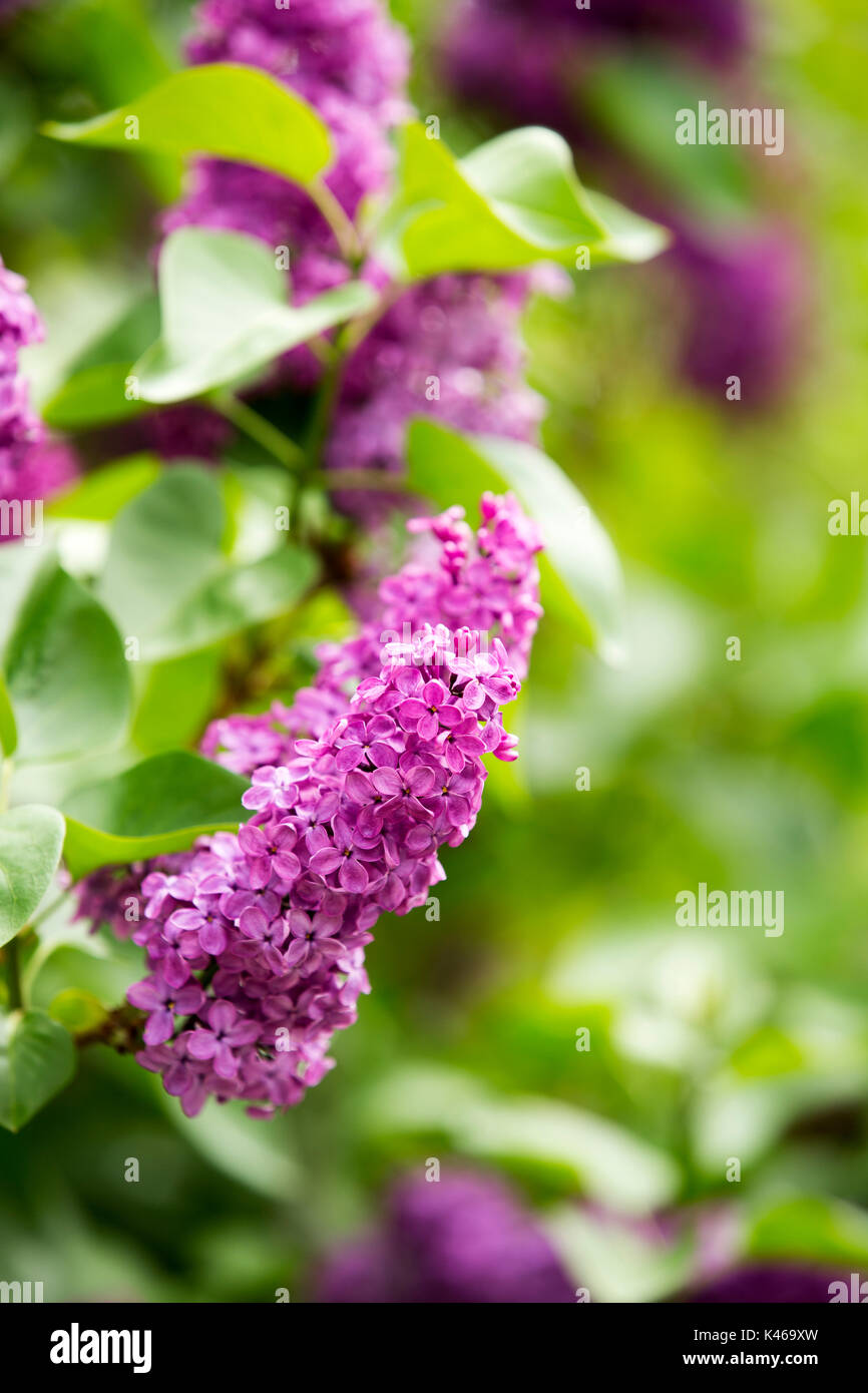 Purple Lilac in full bloom Stock Photo - Alamy