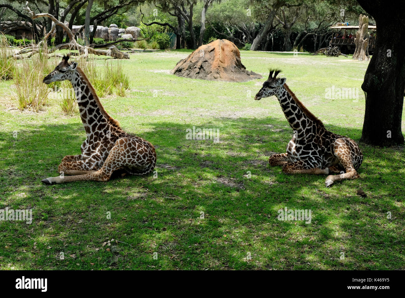Baby giraffes hi-res stock photography and images - Alamy