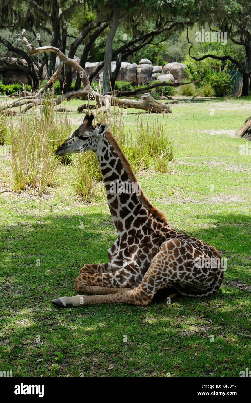 Baby Giraffe sitting on the grass Stock Photo - Alamy