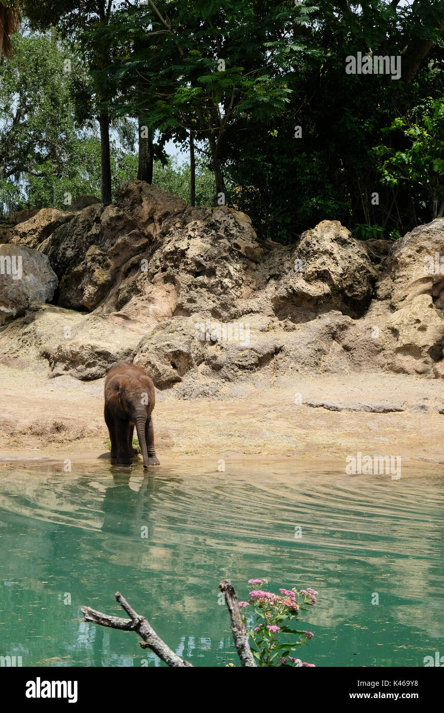 Baby Elephant playing in the water Stock Photo - Alamy