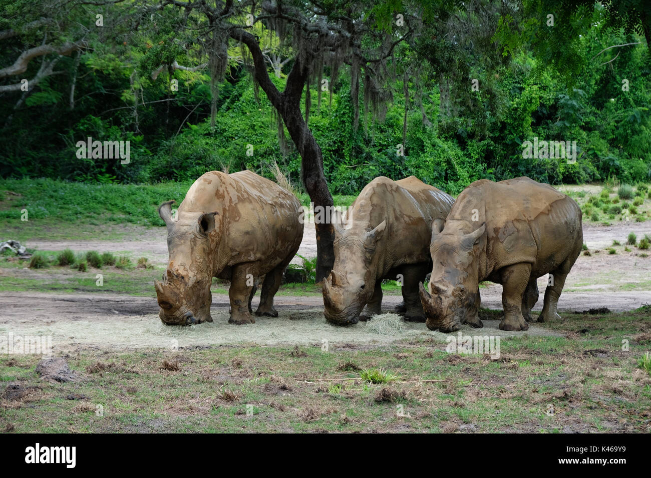 Rhino zoo feeding hi-res stock photography and images - Alamy
