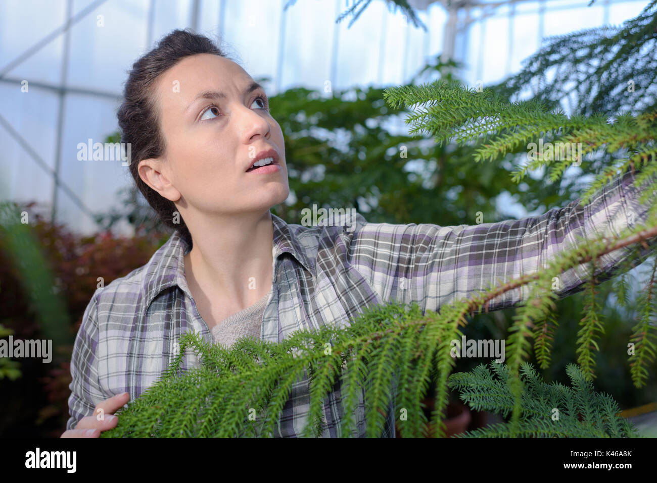 female botanist checking growing plants in greenhouse Stock Photo - Alamy