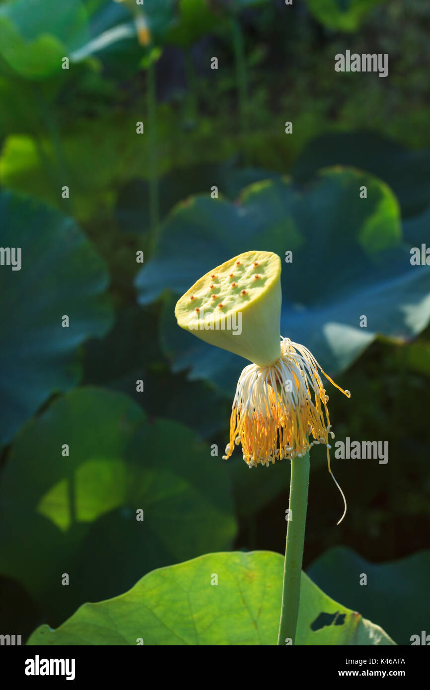 Lotus seedpod in pond In Xiamen Garden Expo Stock Photo - Alamy