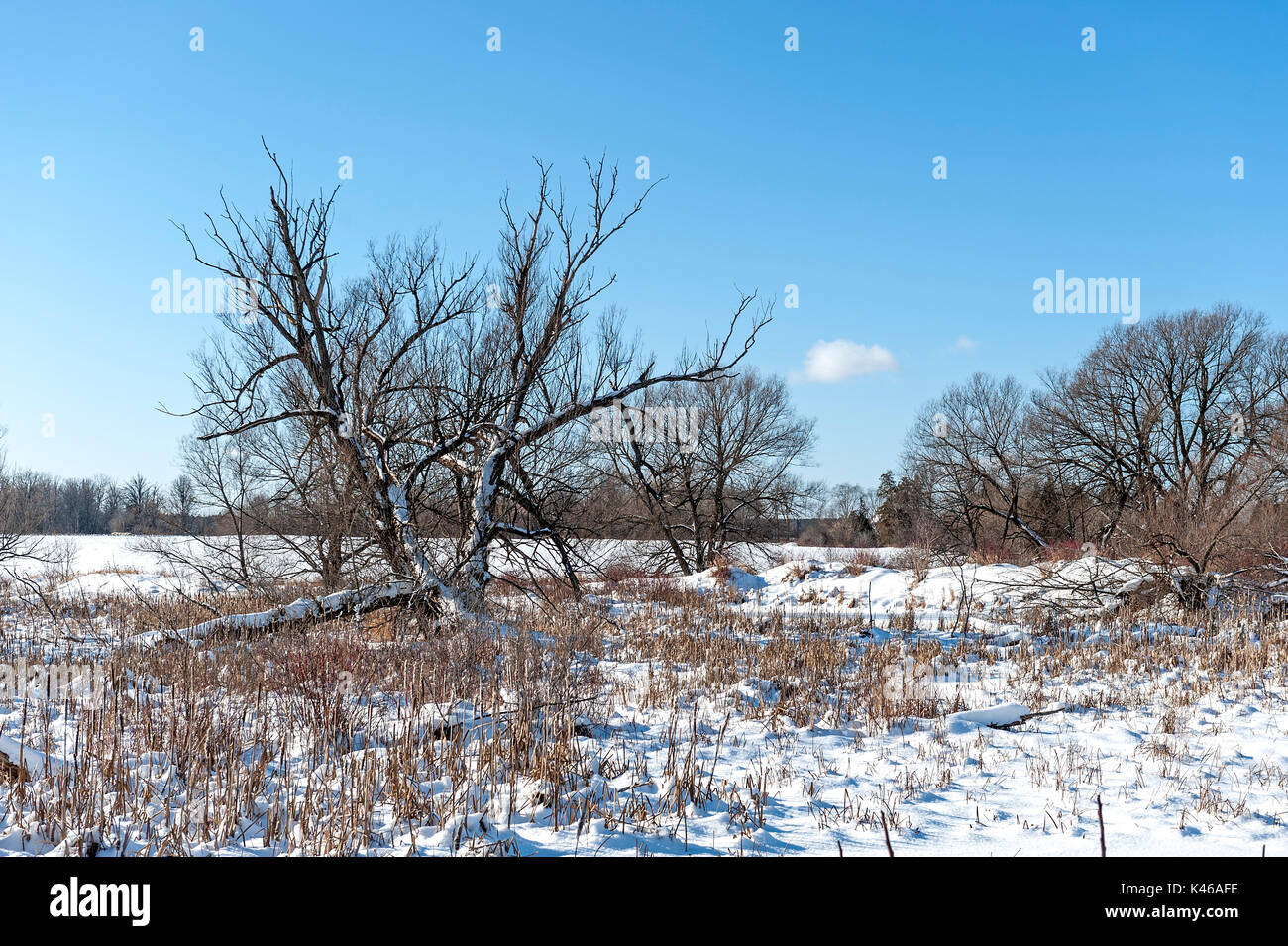 Barren tree hi-res stock photography and images - Alamy