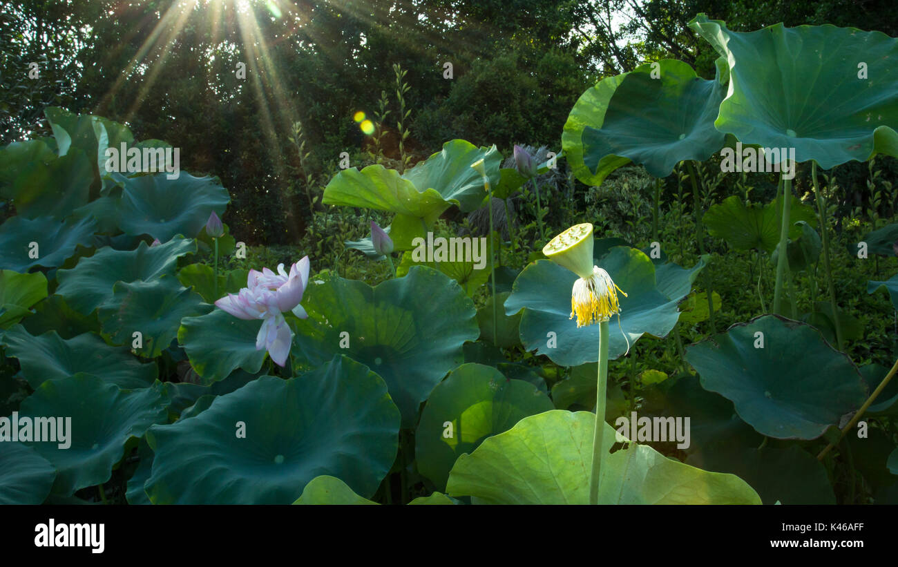Lotus seedpod hi-res stock photography and images - Alamy